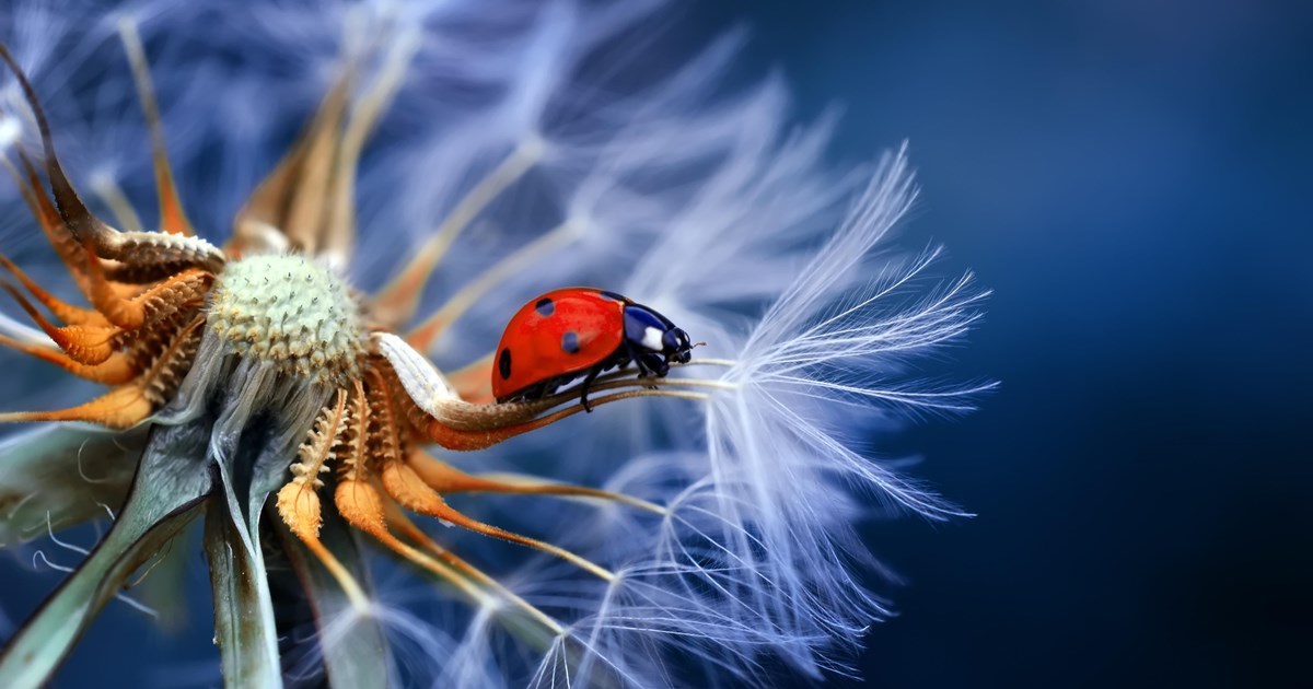 classroom - OpenShot Video Editor